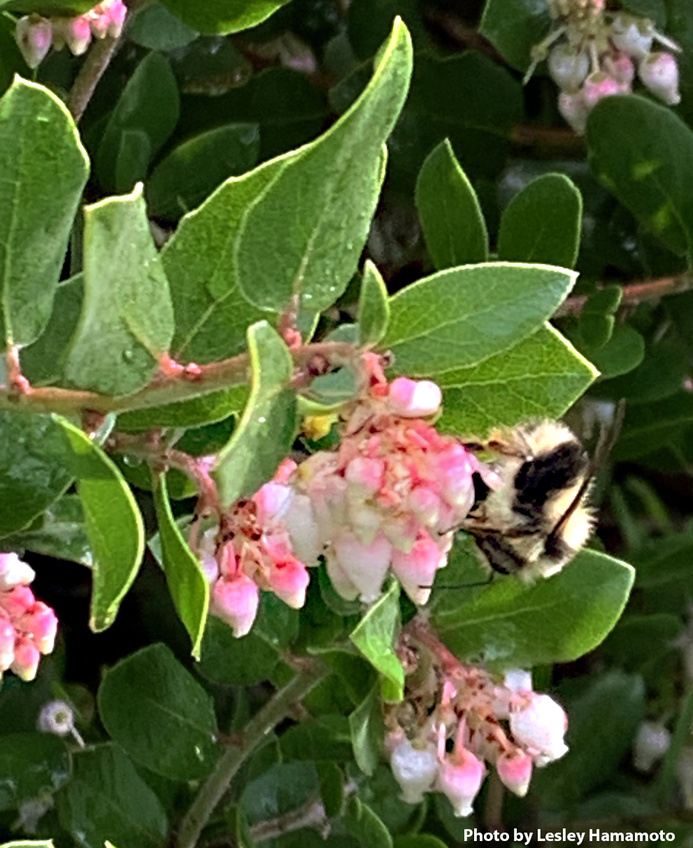 Bumble Bee Enthusiast Lesley Hamamoto Wins Robbin Thorp Memorial ...